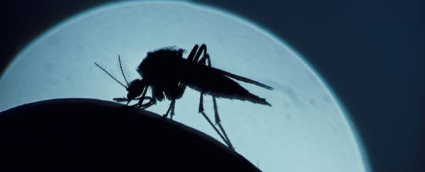 There is a 'Shockingly Weird' Reason Mosquitoes Always Seem to Find Us ...