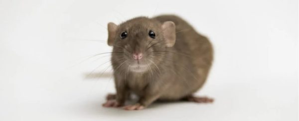 Scientists Gave Young Mice The Blood of Old Mice. Then Things Got Weird ...