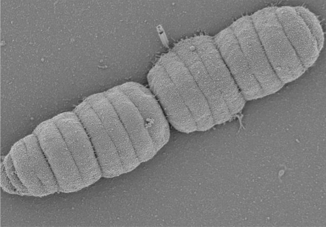 This Caterpillar-Like Organism May Be Crawling Around in Your Mouth ...