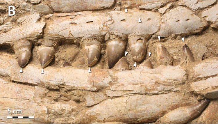 Incredible Fossil Reveals A Giant Lizard Who Ruled The Sea With Teeth ...