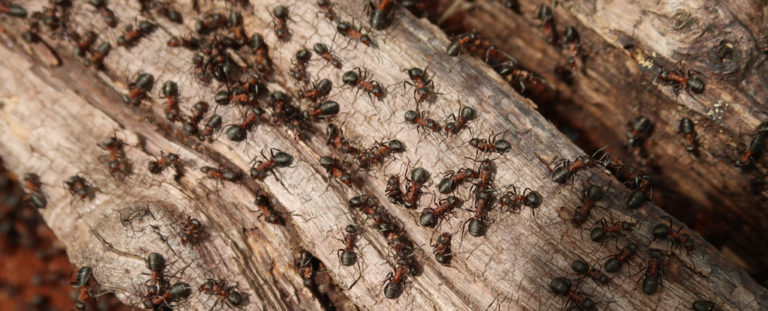 How Many Ants Live on Earth? Scientists Came Up With an Answer ...