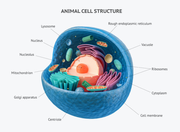 New Study Reveals The Safety of a Controversial 3-Parent Embryo ...