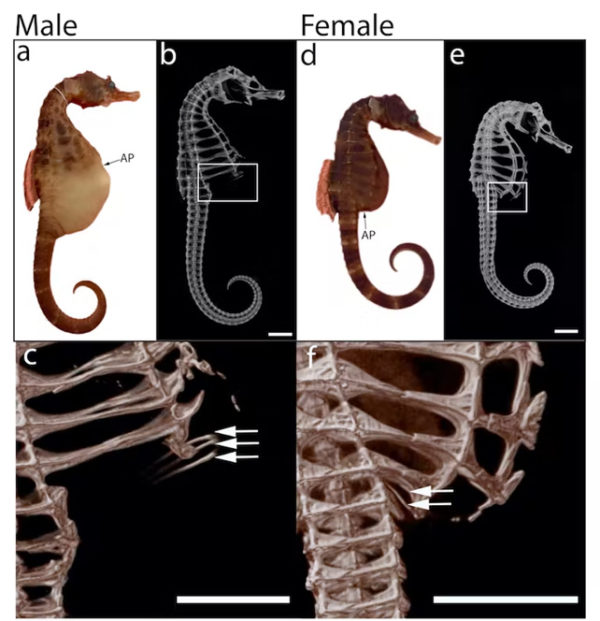 Study Reveals The Wonderfully Unique Way Seahorse Dads Give Birth ...