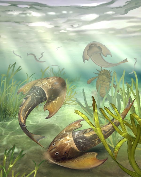 Amazing New Fossils Provide Earliest Known Traces of The Evolution of ...