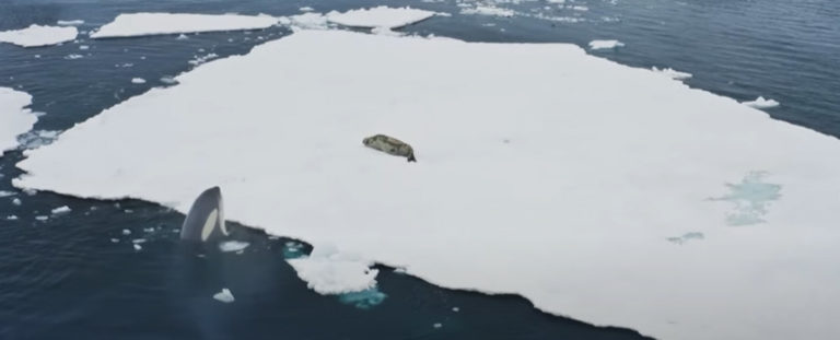 Dramatic Orca Footage Reveals a Rare Hunting Technique Used to Trap And ...