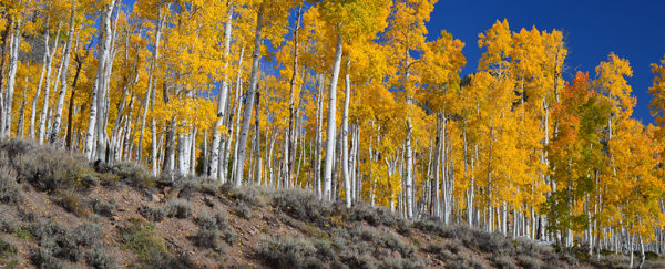 One of The World's Largest Organisms Is Disintegrating. Here's How We ...
