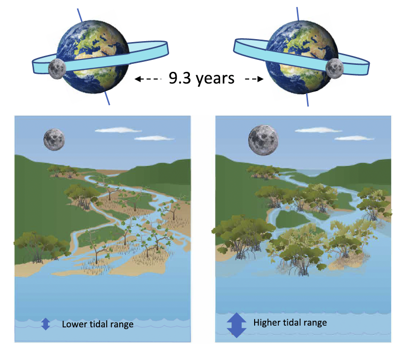 Scientists Find Weird Connection Between Lunar 'Wobble' And Mangrove ...
