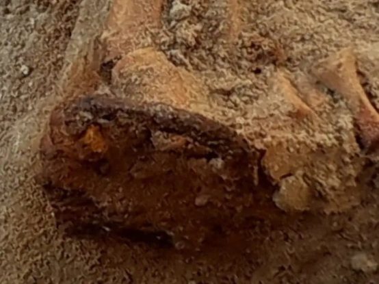 'Vampire' in Poland Found Buried With a Sickle to Prevent The Rise of ...