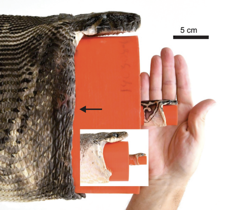 Pythons Can Swallow Almost Anything. A New Study Shows How : ScienceAlert