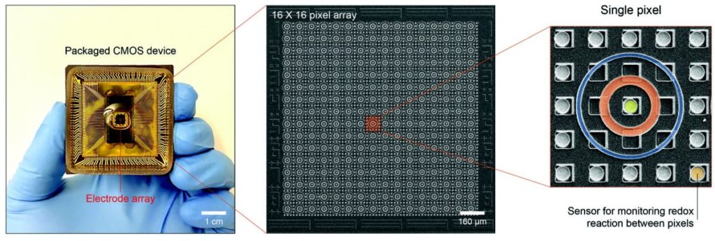 Biology Inspires a New Kind of Water-Based Circuit That Could Transform ...