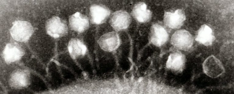 Ancient 15,000-Year-Old Viruses Seen in Melting Tibetan Glaciers ...