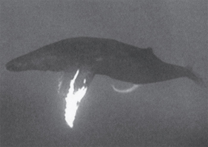 Bizarre Discovery On Australian Beach Could Be A Ginormous Whale Penis Sciencealert