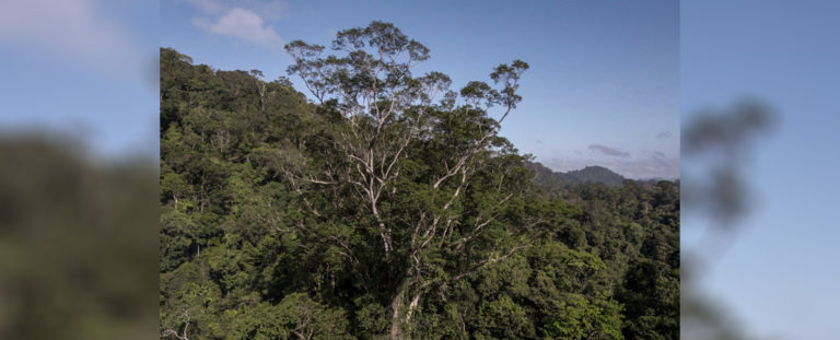 We've Finally Reached The Tallest Tree in The Amazon 3 Years After Its ...