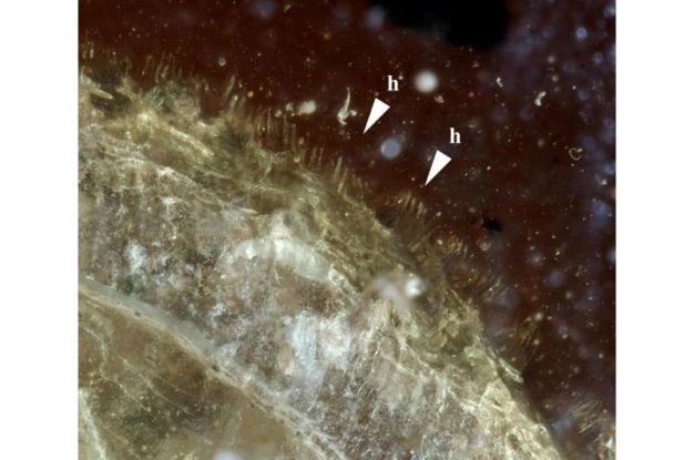 Ancient Snail From 99 Million Years Ago Discovered With Hairs Growing ...