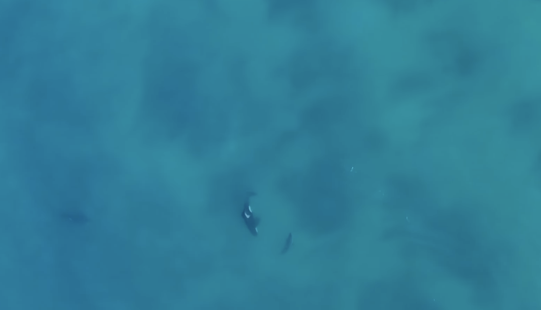 Watch A Great White Become an Orca's Lunch in World-First Footage ...