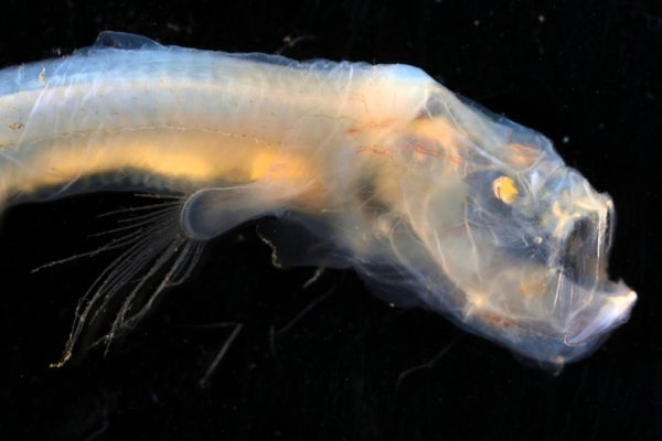 A Host of Bizarre Creatures Has Been Found At The Bottom of The Ocean ...
