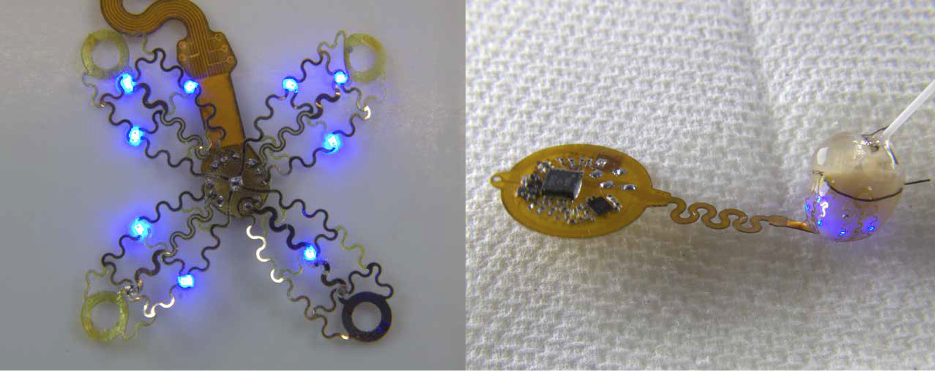 This 'Glowing Flower' Could Change How We Study And Treat Heart ...