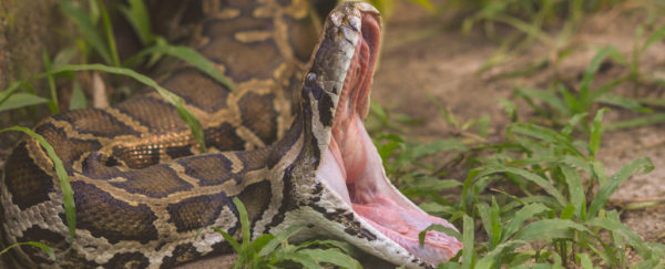 Video Shows Scientists Removing a 5-Foot Alligator From a Python's ...
