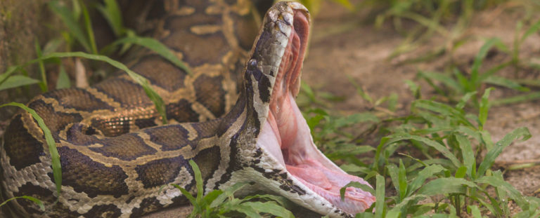 Video Shows Scientists Removing a 5-Foot Alligator From a Python's ...