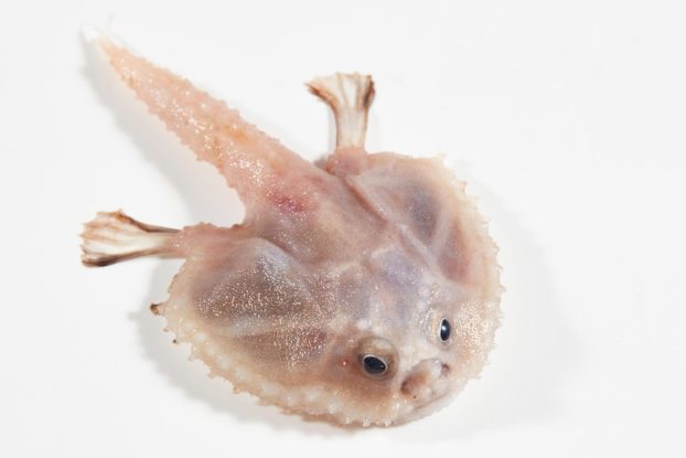 A Host of Bizarre Creatures Has Been Found At The Bottom of The Ocean ...