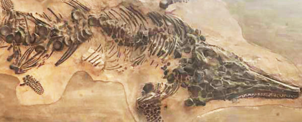 A Historic 'Fish Lizard' Fossil Bombed by Nazis Had Copies Secretly ...