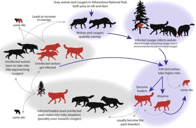 Something Strange Happens to Wolves Infected by Infamous Mind-Altering ...