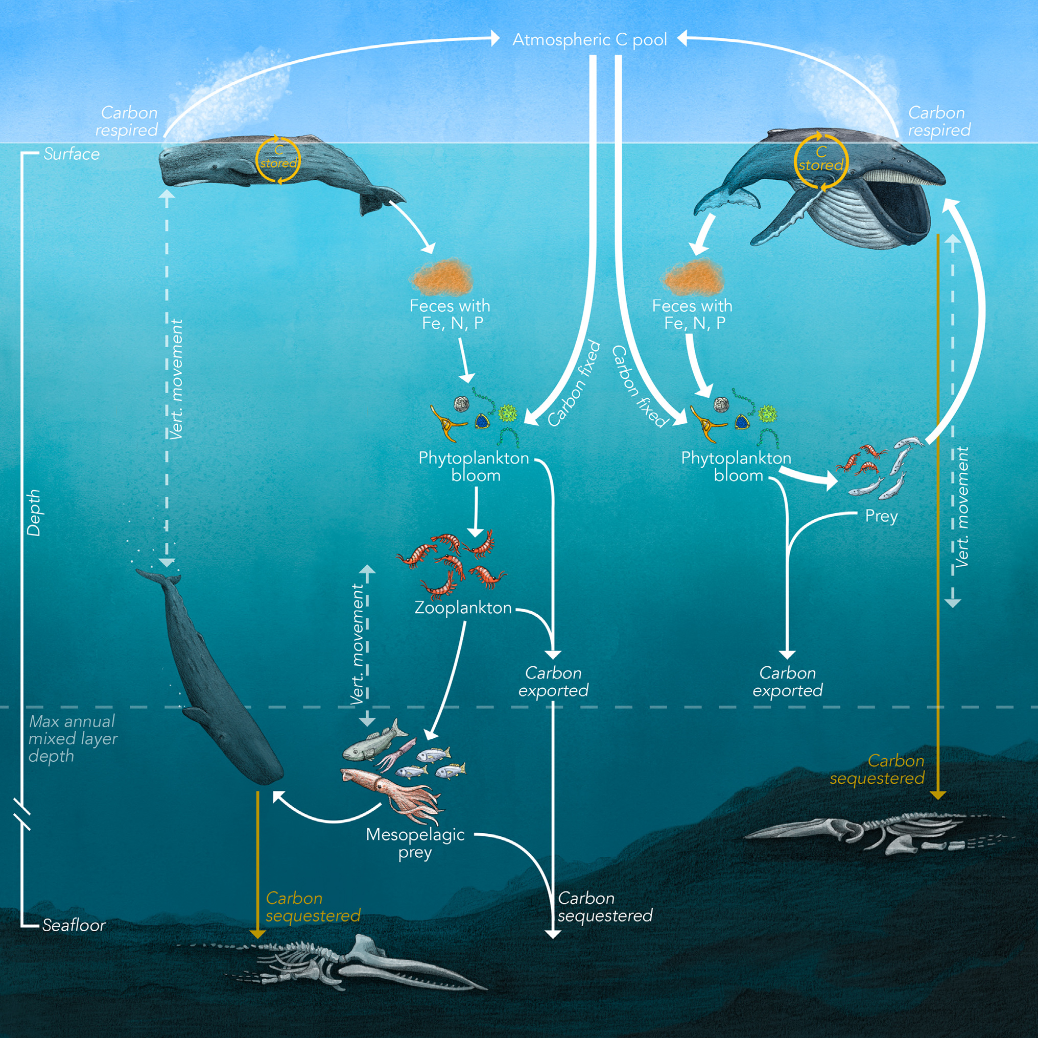 Whales Can Actually Help Us Fight Climate Change. Here's How : ScienceAlert