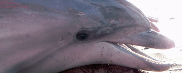 Stranded Dolphins Show Signs of Alzheimer's Disease in Their Brains ...