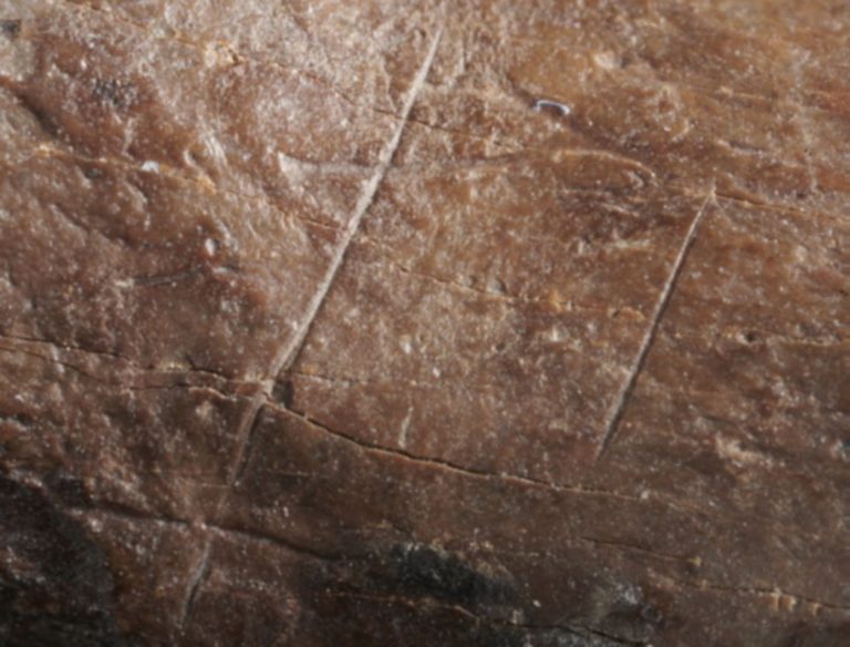 Cut Marks on Ancient Bones Reveal What Was in Fashion 320,000 Years Ago ...