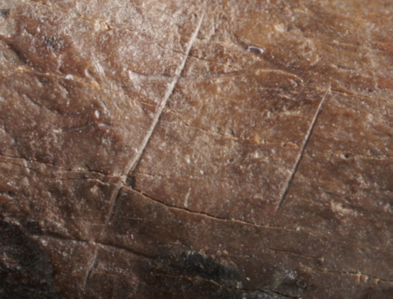 Cut Marks on Ancient Bones Reveal What Was in Fashion 320,000 Years Ago ...