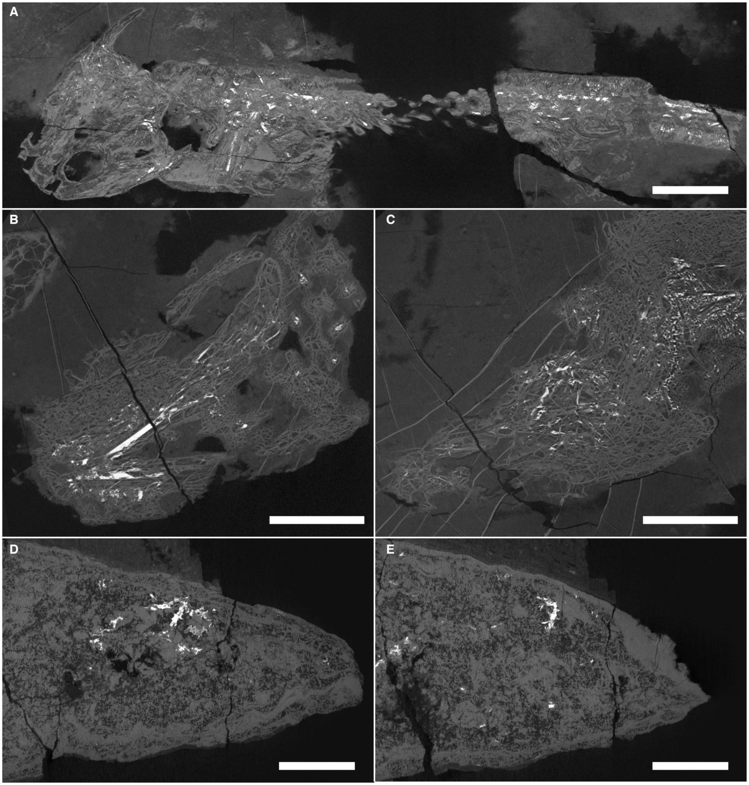 Strangely Cooked Bones From 300 Millions Years Ago Can Finally Be ...