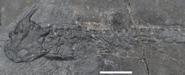 Strangely Cooked Bones From 300 Millions Years Ago Can Finally Be ...