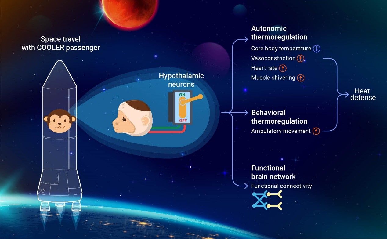 Monkey Experiment Reveals a Brain Switch That Could Be Useful For Space ...