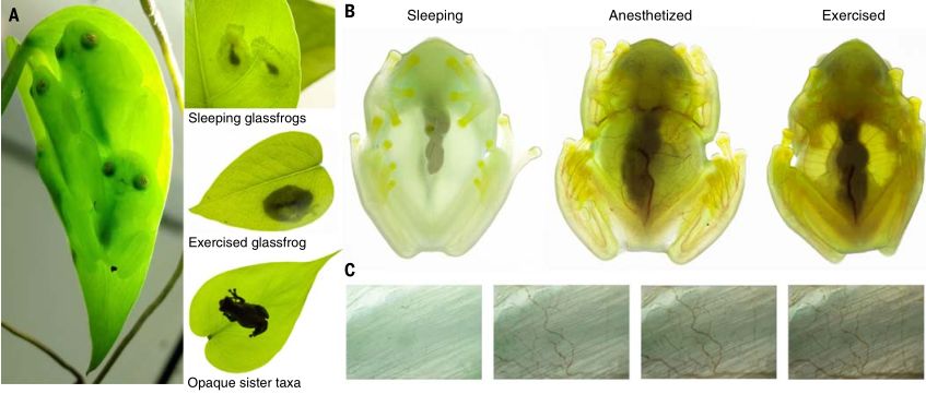 Glass Frogs Turn Transparent When They Sleep... By Hiding Almost All ...