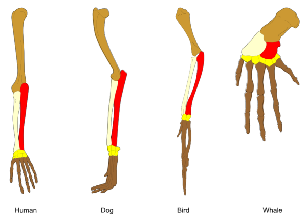 These 5 Traces of Ancient Ancestors Still Exist in Human Bodies Today ...
