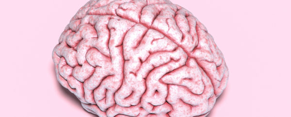 Some People's Brains Are Wrinklier Than Others, And Now We Know Why ...
