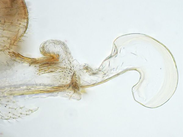 This Female Insect Pokes Out A Penis To Penetrate The Male Vagina 0472