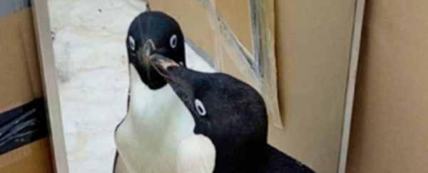 Scientists Gave Penguins a Mirror, And We Have Lots of Questions ...