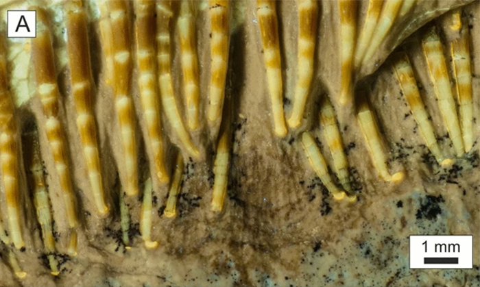 Newly Discovered Fossil Reveals Hundreds of Teeth 'Never Seen Before in ...