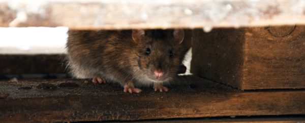 We Might Have Been Wrong About The Role Rats Played in The Black Death ...