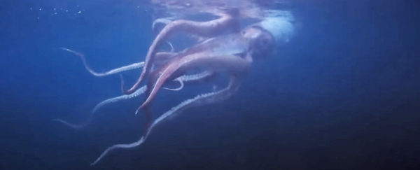 Couple Captures Rare Footage of a Giant Squid Swimming Off The Coast of ...