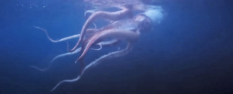 Couple Captures Rare Footage of a Giant Squid Swimming Off The Coast of Japan : ScienceAlert