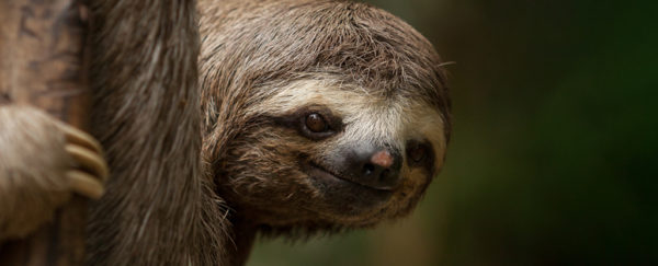 Sloths Are Stronger on Their Left Side And Scientists Have No Idea Why ...