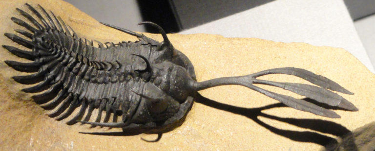This Ancient Creature Used a Trident to Joust For Sex 400 Million Years ...
