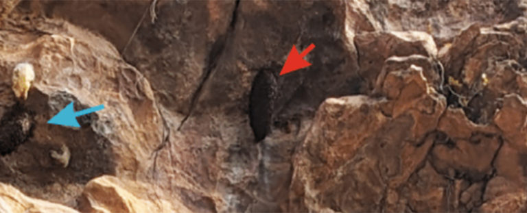 This Supposedly Rare Ancient Fossil Was Actually Made by Something Much ...