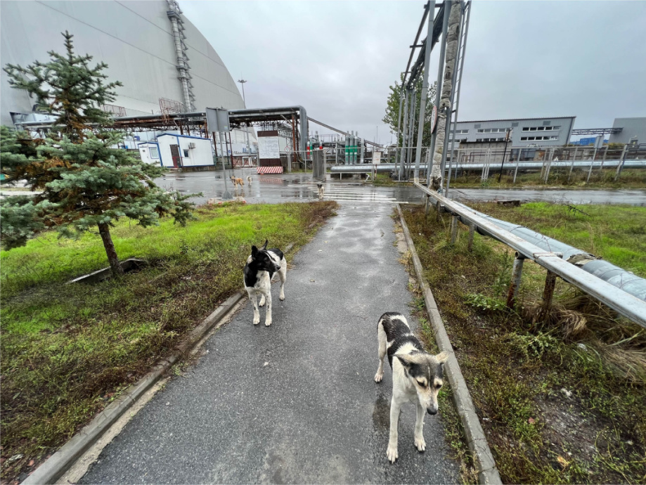 Dogs Living in The Chernobyl Exclusion Zone Are Genetically Distinct ...