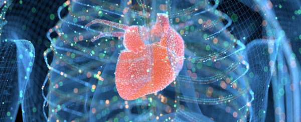Transplanting a Gene Common in Centenarians Could Rewind The Heart's ...