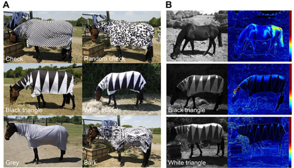 We Now Know Why Zebra's Stripes Are So Effective : ScienceAlert