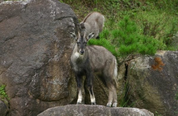 In The Uninhabited Space Between North And South Korea, Rare Plants And ...