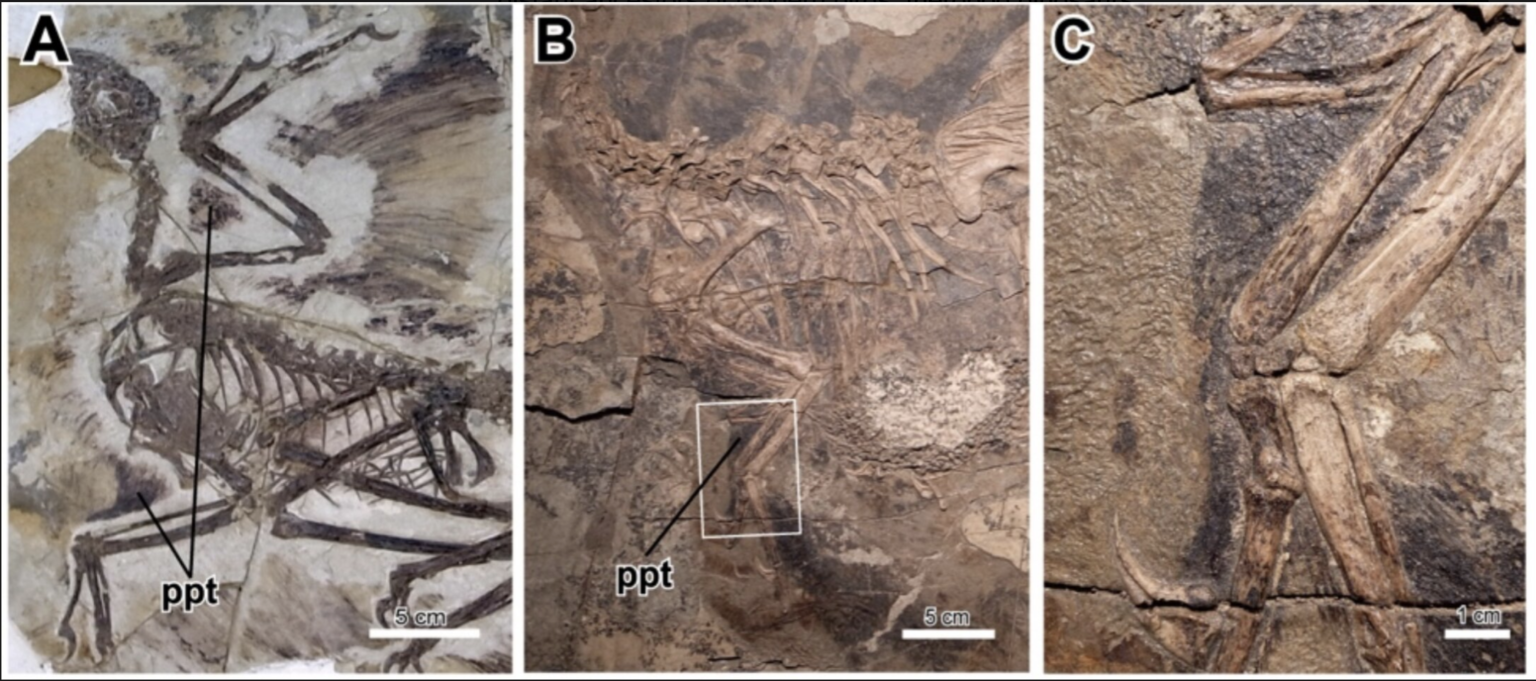 How Did Birds Get Wings? We May Have Found The 'Missing Link' in ...
